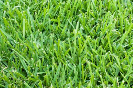Florida Grass Selections: The 6 Top Choices - Roedell's Landscaping