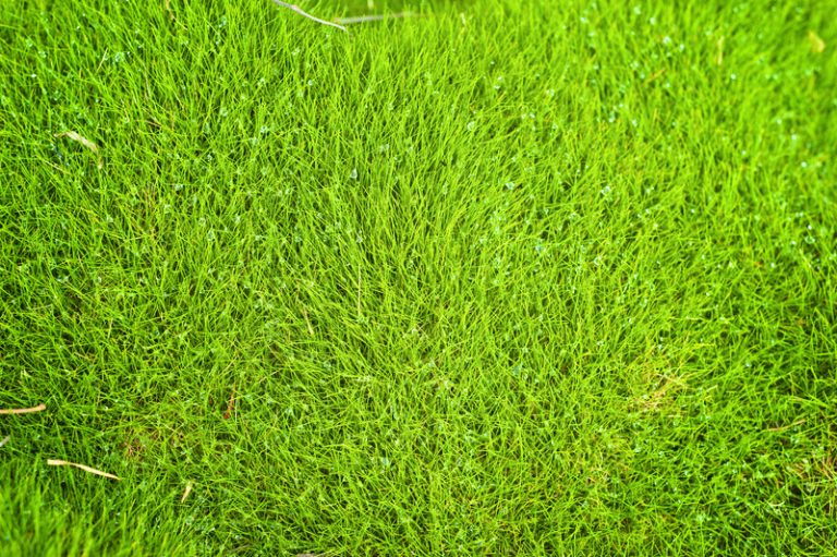 Florida Grass Selections: The 6 Top Choices - Roedell's Landscaping