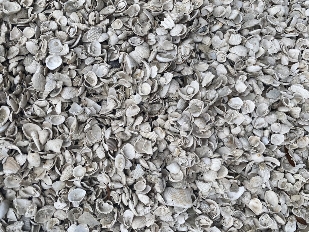Washed Shell - Roedell's Landscaping