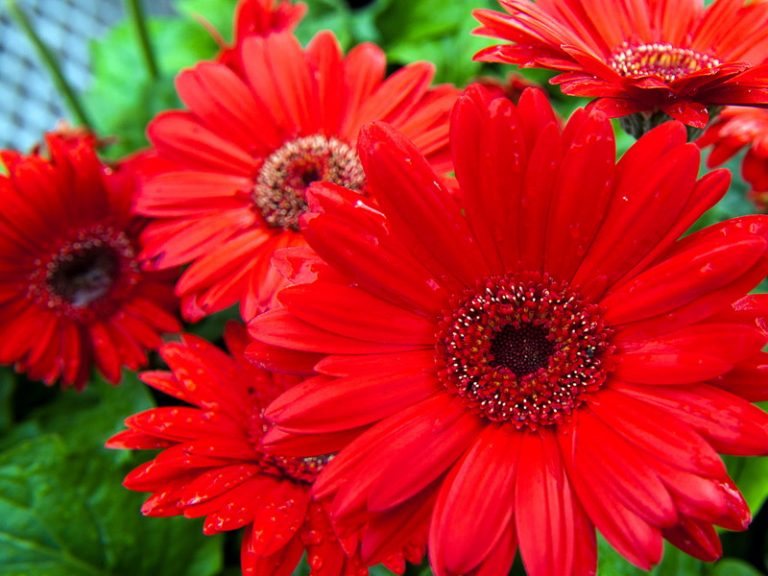 Landscaping Ideas for Full Sun Yards - Roedell's Landscaping