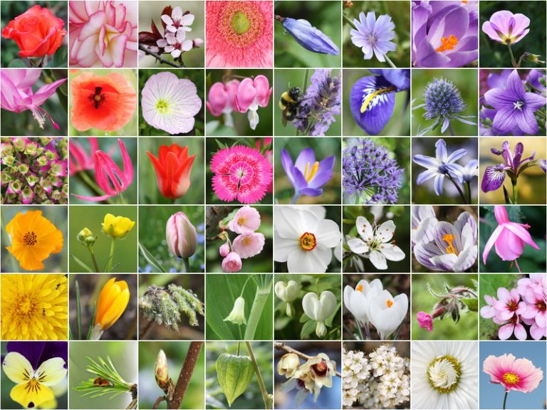 Tips for Beautiful Florida Annual Flowers - Roedell's Landscaping