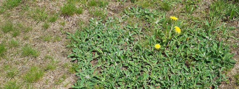 weedy-lawn - Roedell's Landscaping